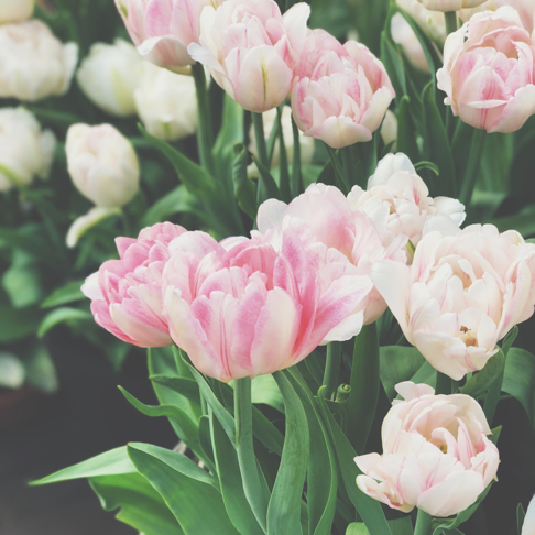 Happy by Yojo Summer - September 2024 TikTok Stats | tokchart